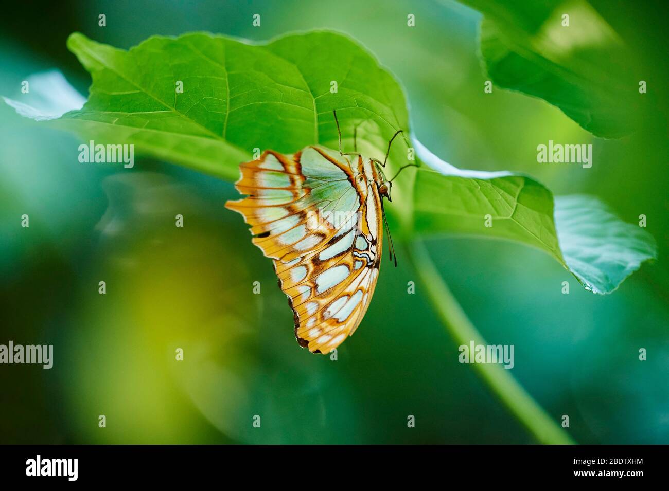 Butterfly under a leaf hi-res stock photography and images - Alamy