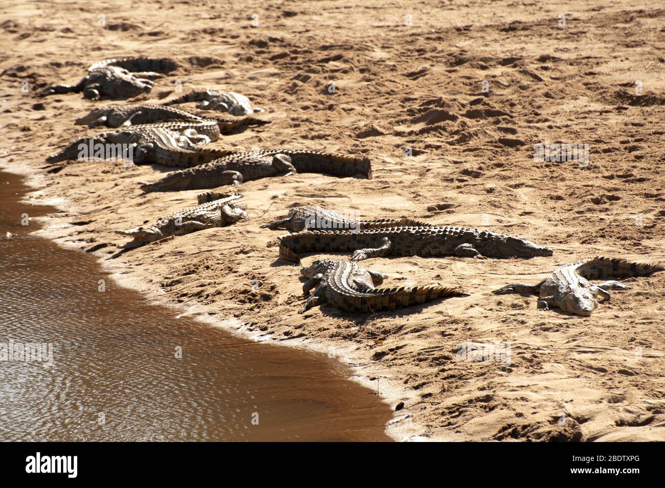 Bask of Nile Crocodiles, Crocodylus niloticus, on sandbank by river ...