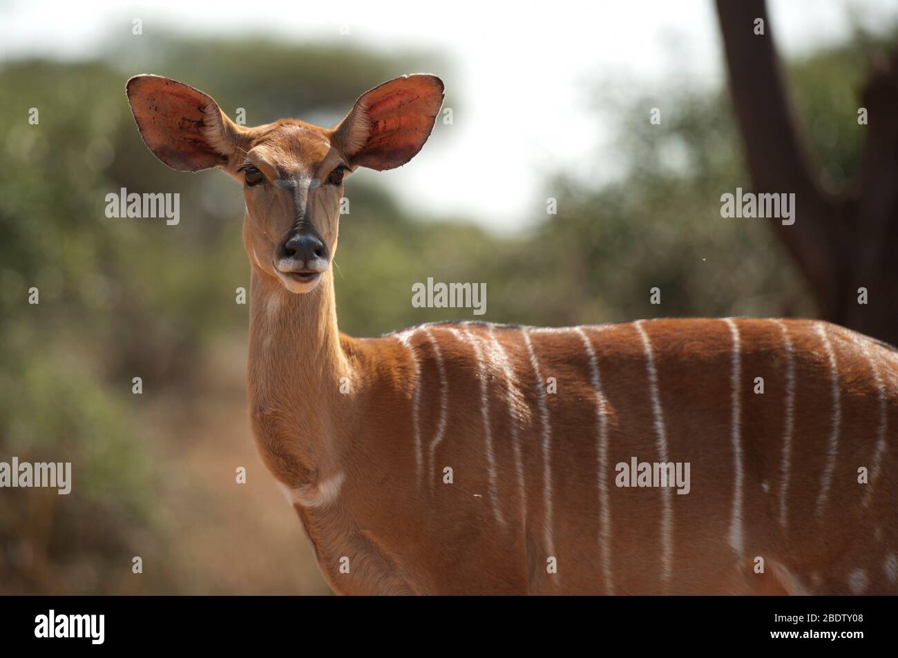 Female Nyala, Tragelaphus angasii, Kruger National Park, Mpumalanga ...