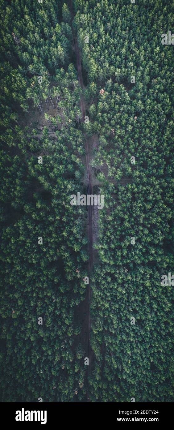aerial view of forest road in spring summer Stock Photo - Alamy