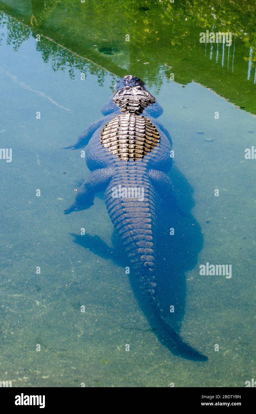Huge Alligator In Water