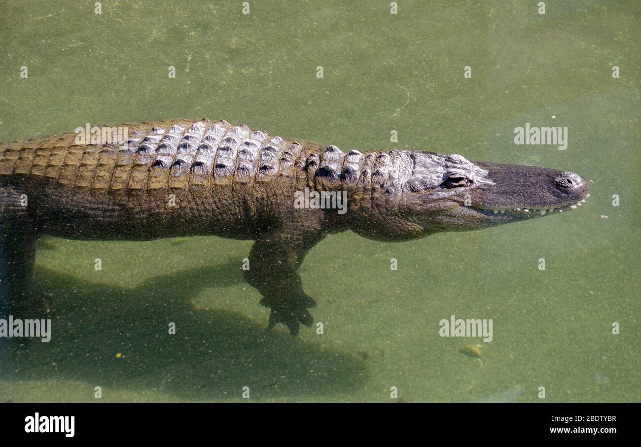 Alligator swimming in green water Stock Photo - Alamy