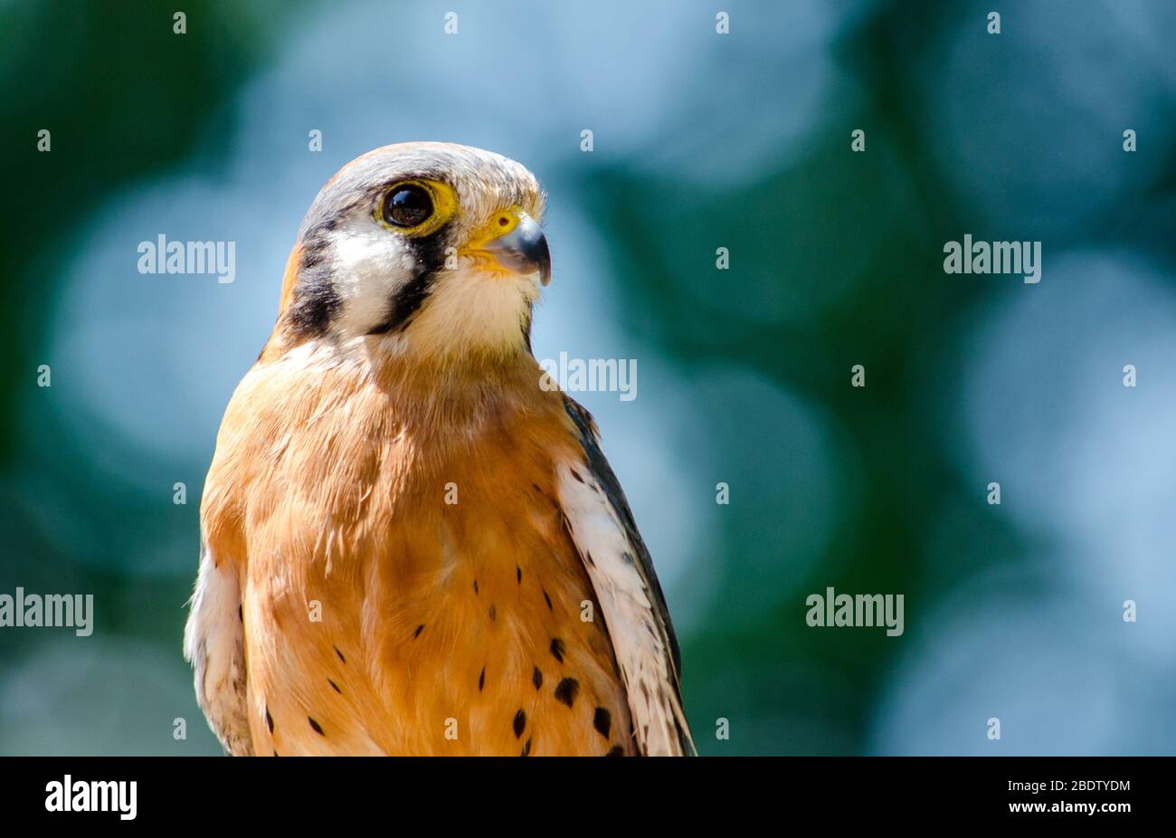 Close up portrait of an american Kestrel bird with copy space Stock ...