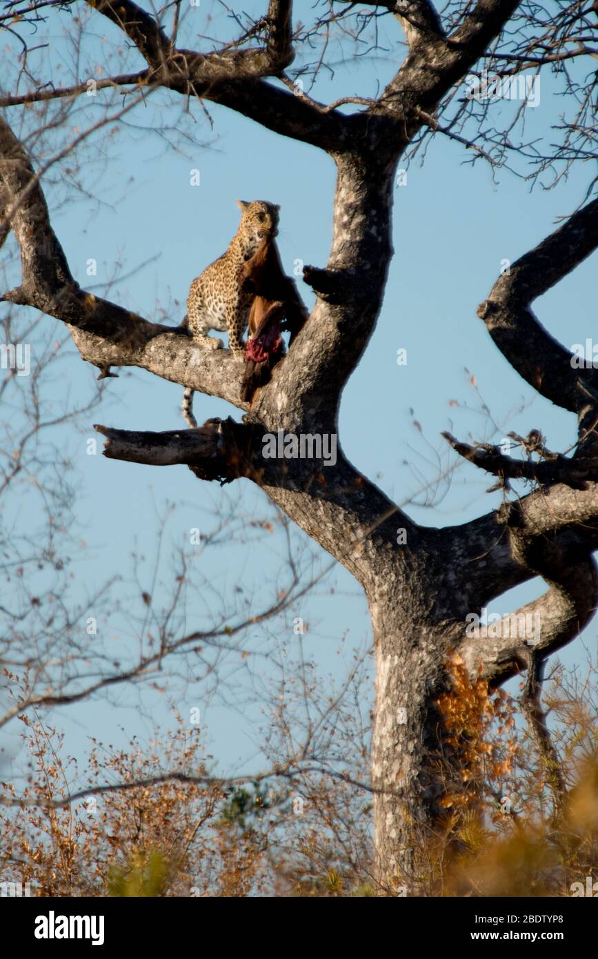Leopard, Panthera pardus, up tree with kill, Kruger National Park ...