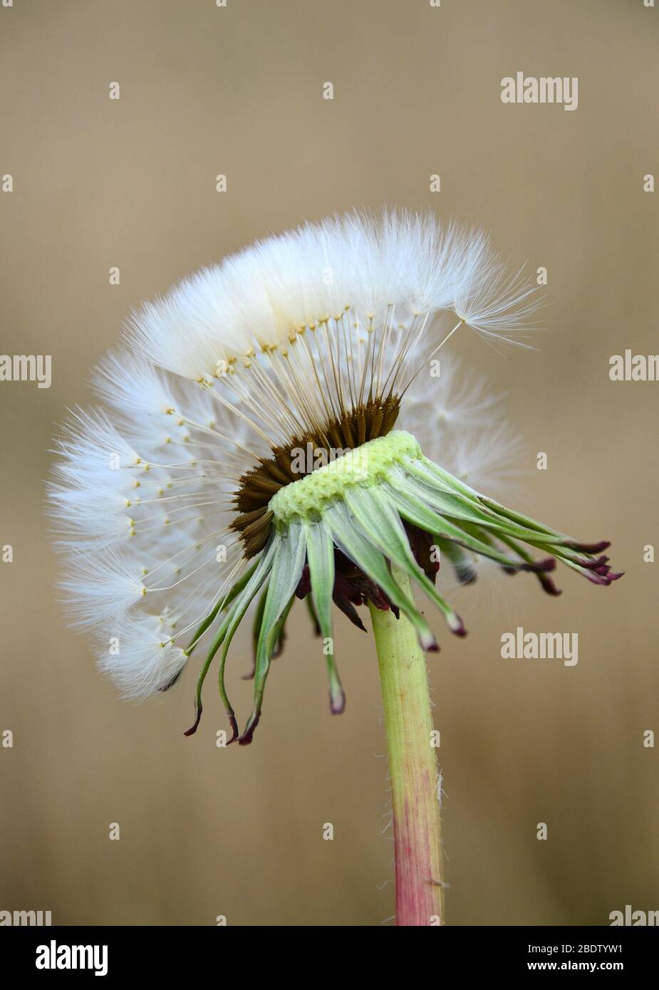 Closeup wild flower seed head hi-res stock photography and images - Alamy