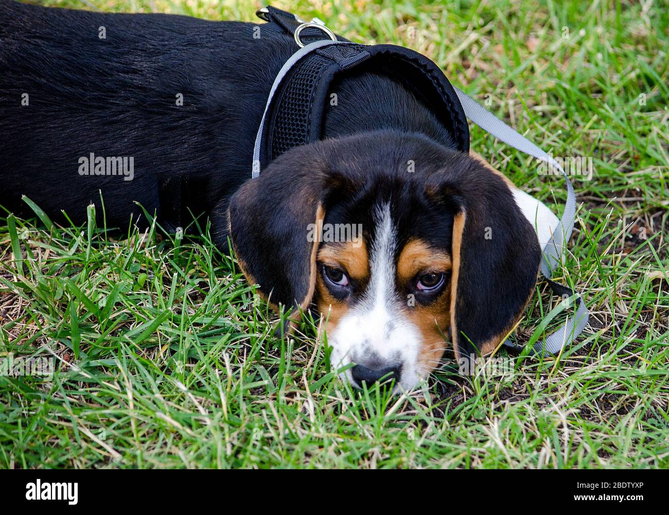 Beagle puppy summer hi-res stock photography and images - Alamy