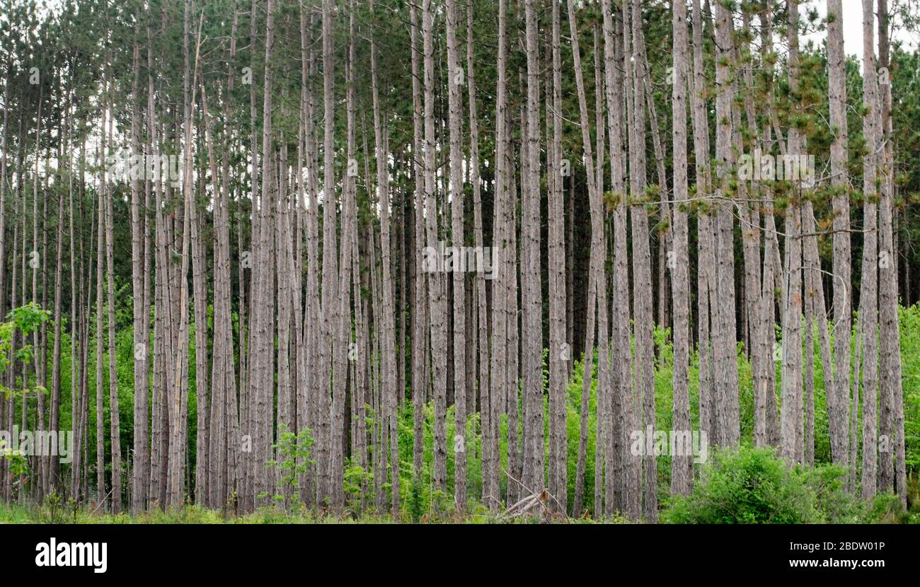 beautiful Michigan woods with tall trees creating an interesting ...