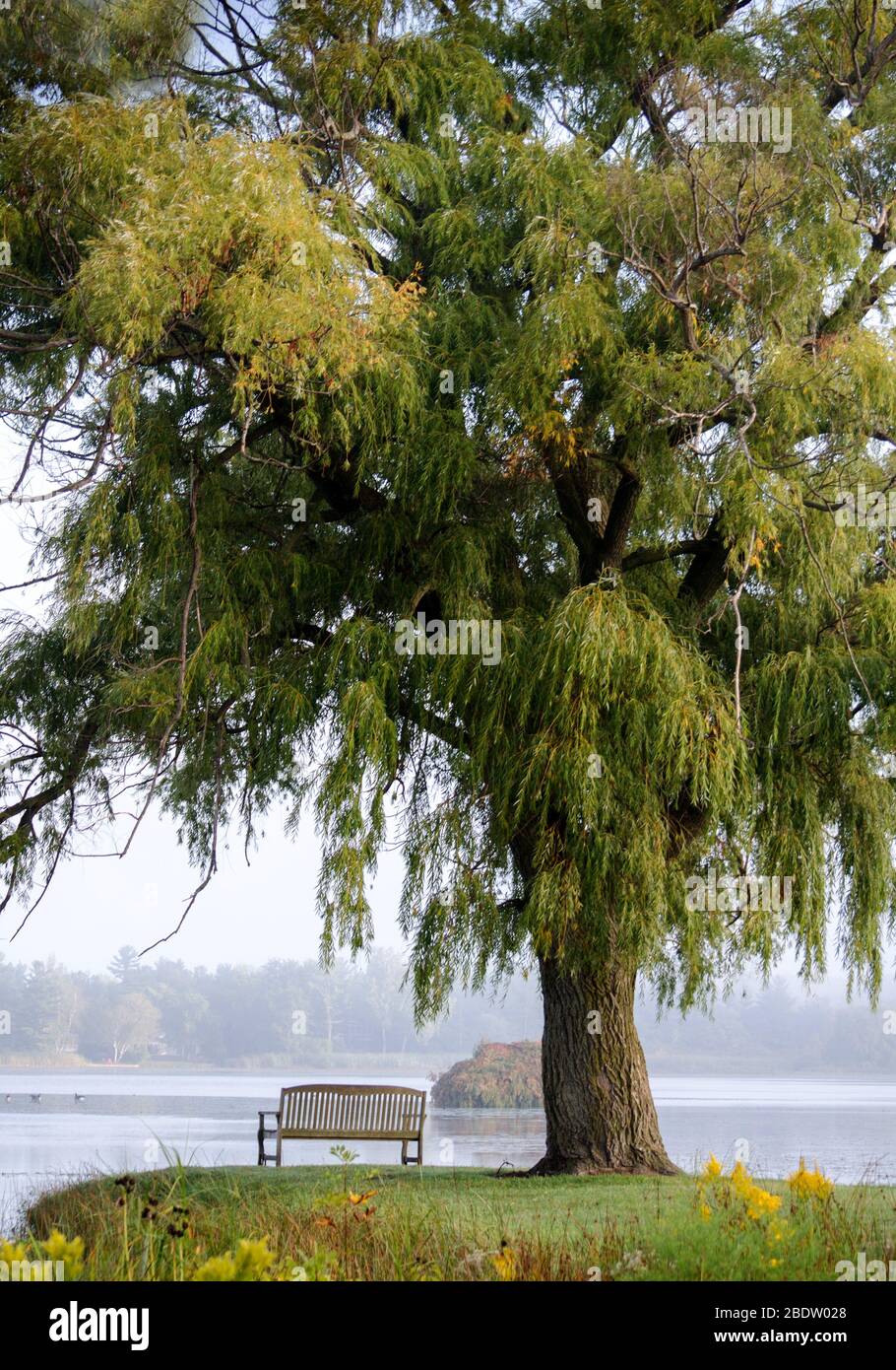 An empty park bench under a big willow tree in morning fog Stock Photo ...