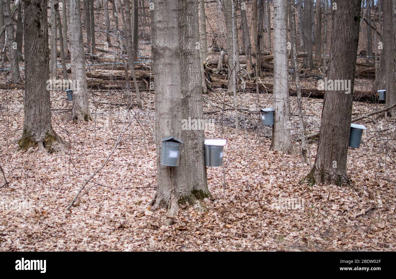 metal pails hang from taps on maple trees in Indiana’s Bendix wood ...