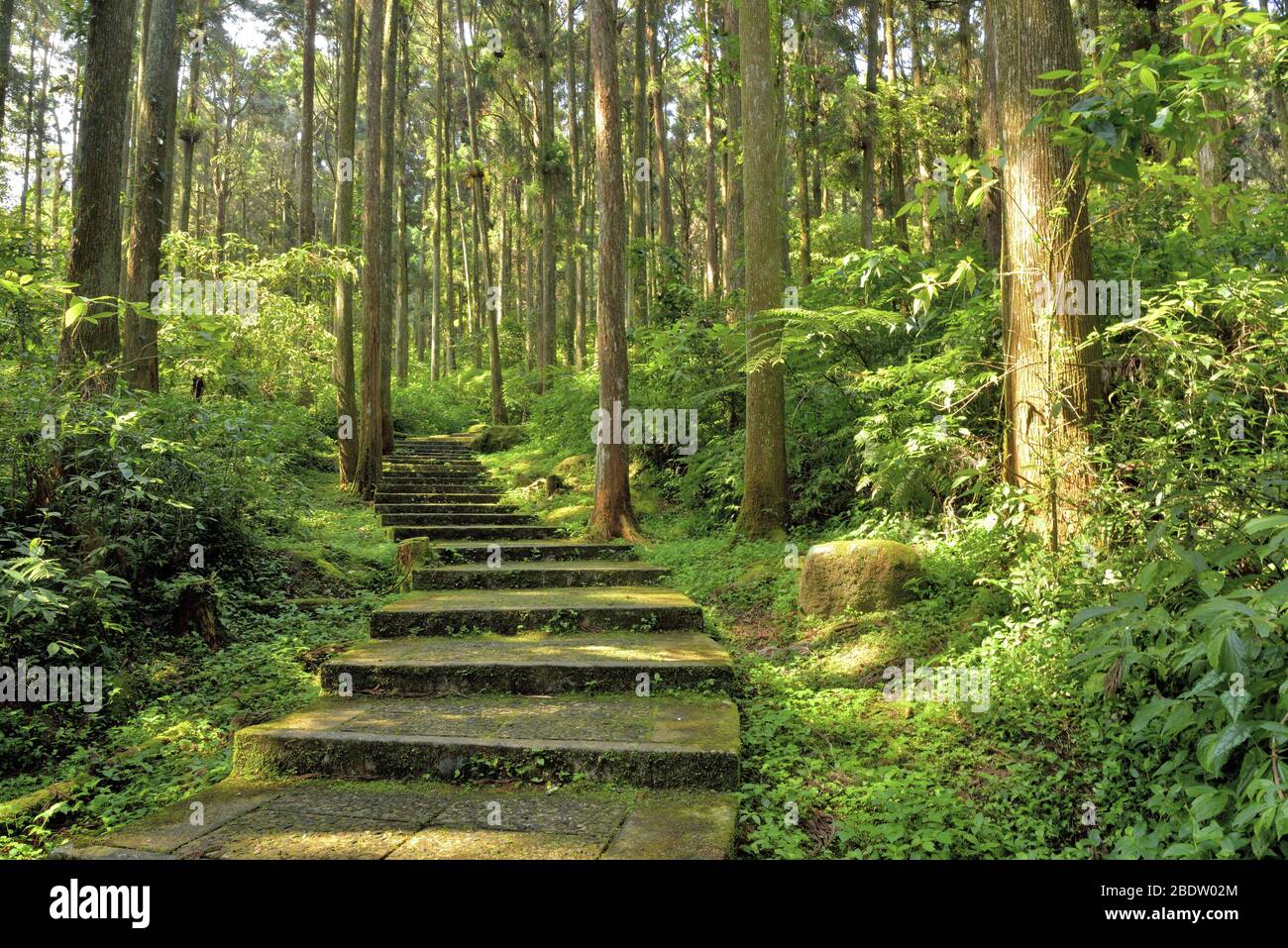 path in Xitou forest park Taiwan Stock Photo - Alamy