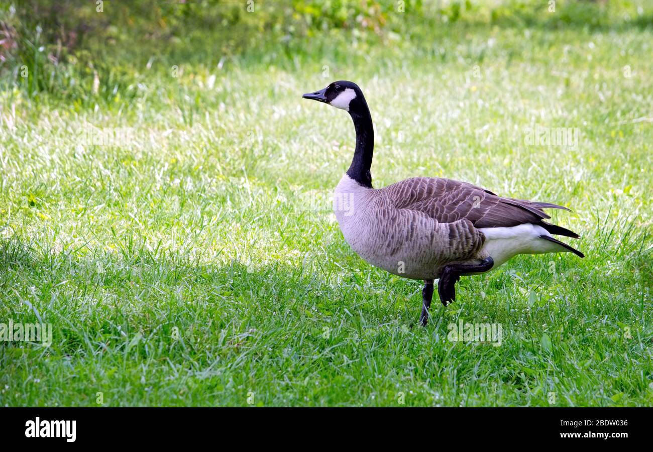 Canadian goose migration hi-res stock photography and images - Alamy