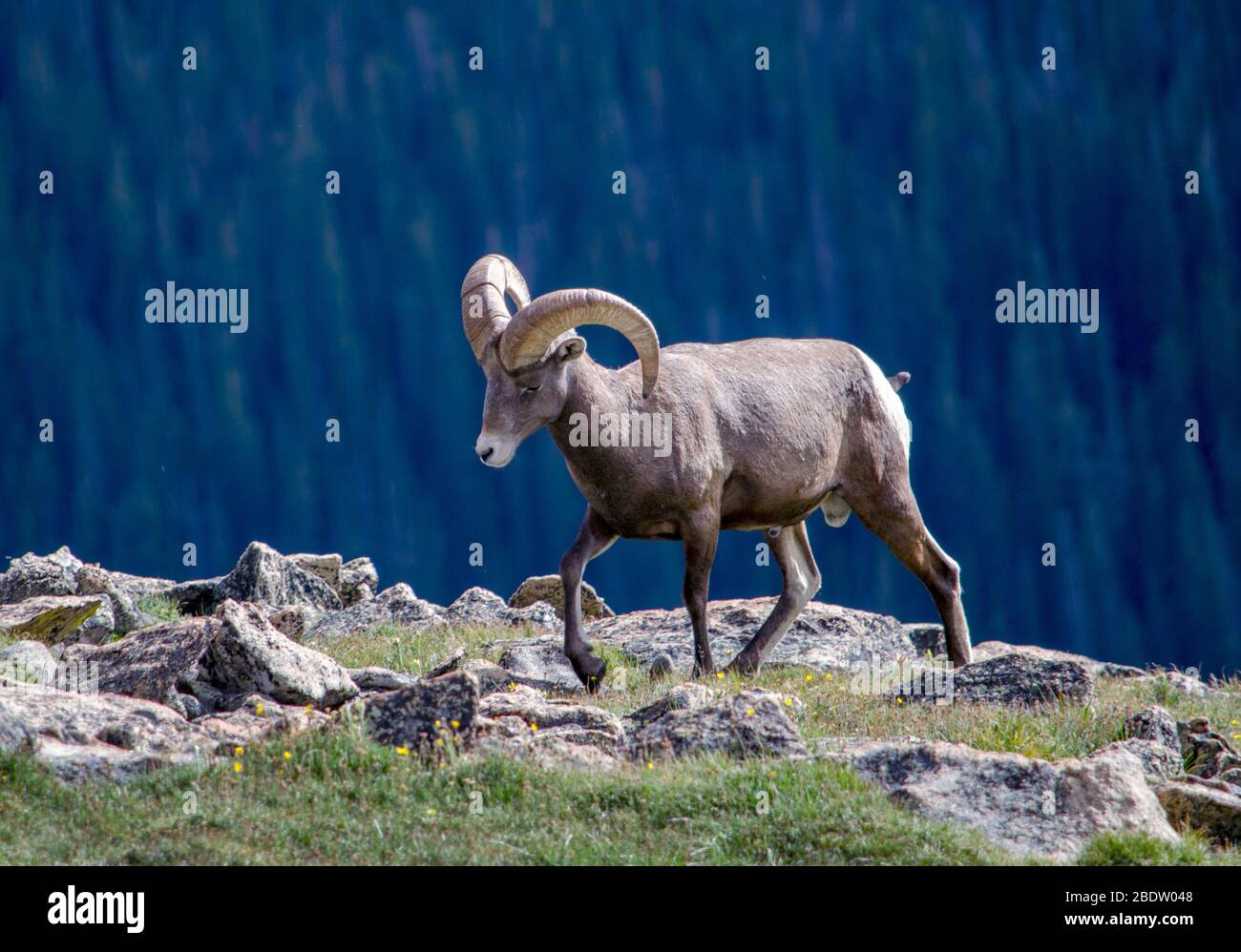 A beautiful big horn sheep walks along bounders on the edge of a steep ...