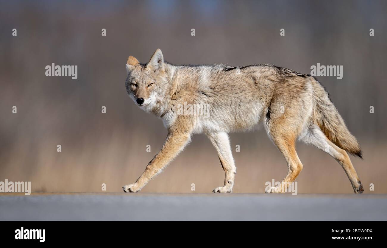 A coyote in Canada Stock Photo - Alamy