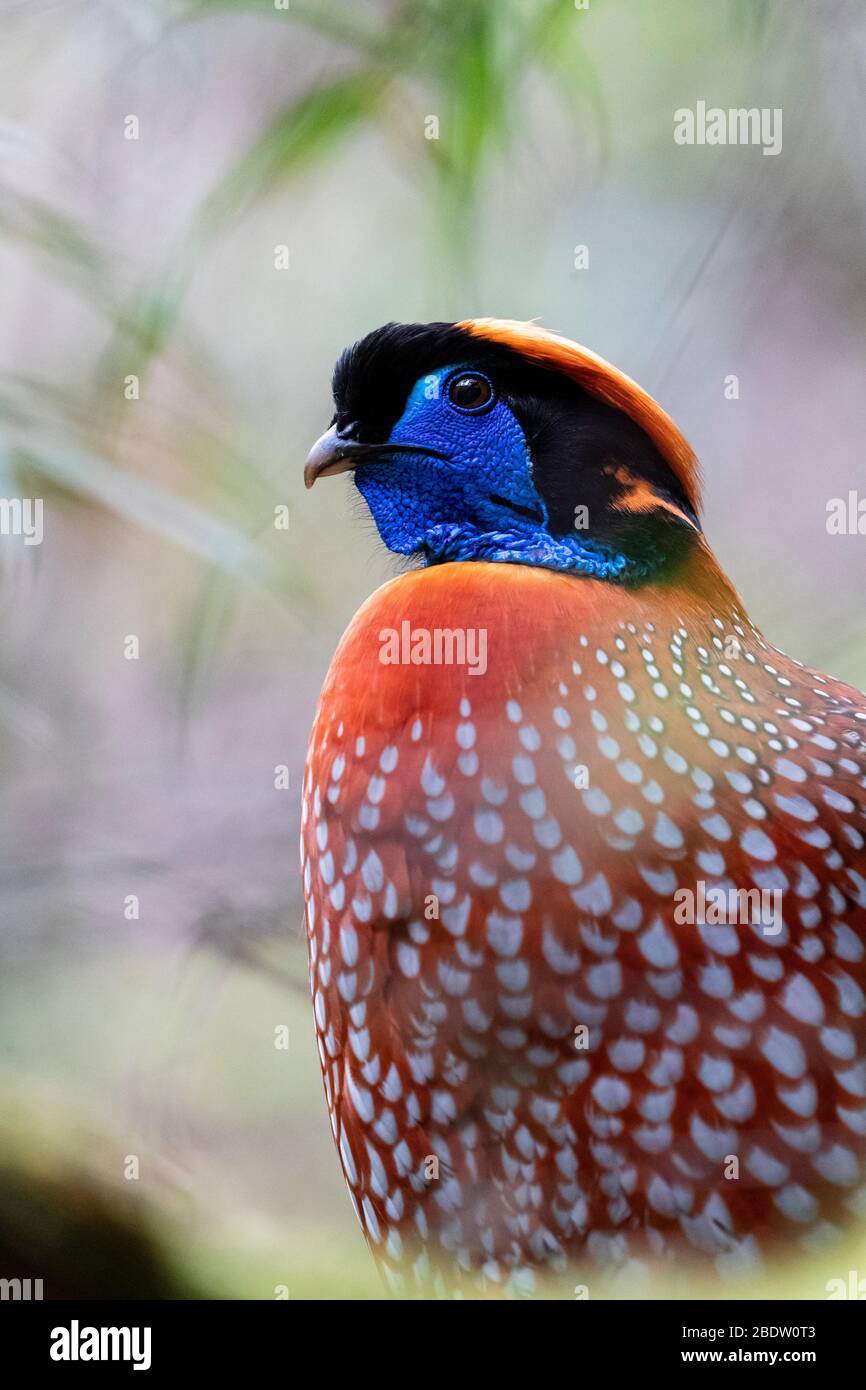 Male temminck's tragopan hi-res stock photography and images - Alamy