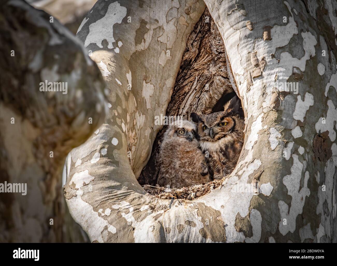 Great Horned Owl in a tree Stock Photo - Alamy