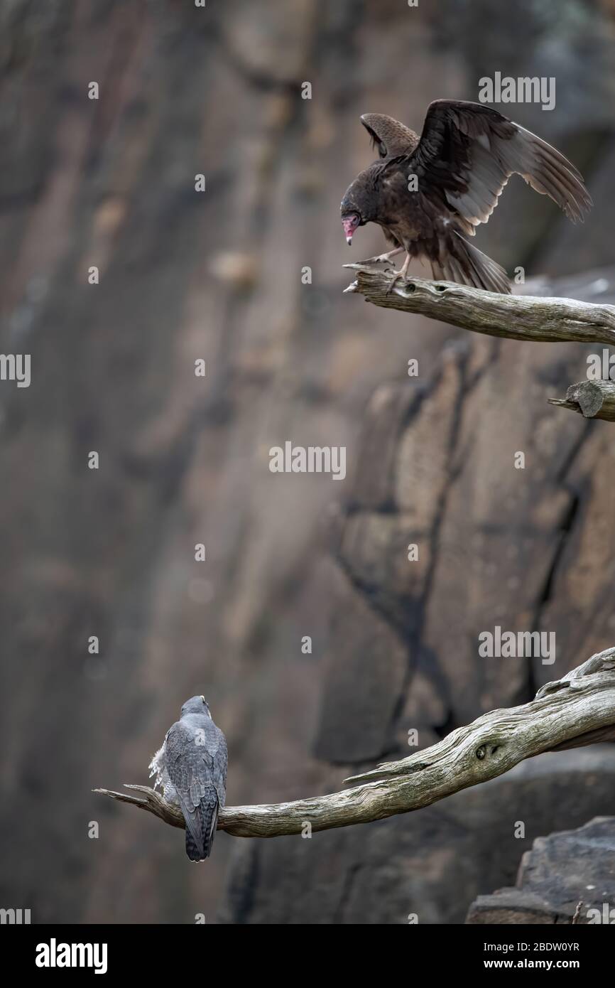 Peregrine pair hi-res stock photography and images - Alamy