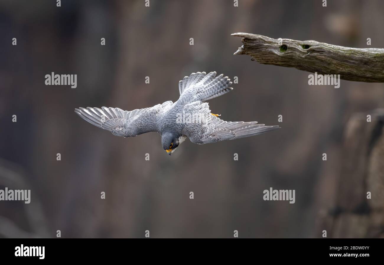 Peregrine Flying High Resolution Stock Photography and Images - Alamy