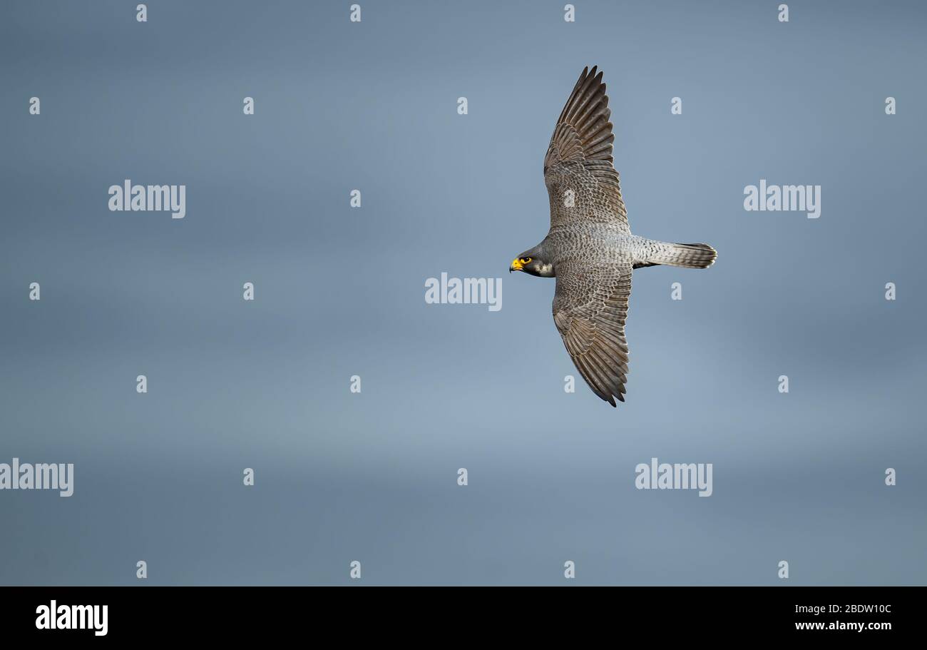 Peregrine pair hi-res stock photography and images - Alamy