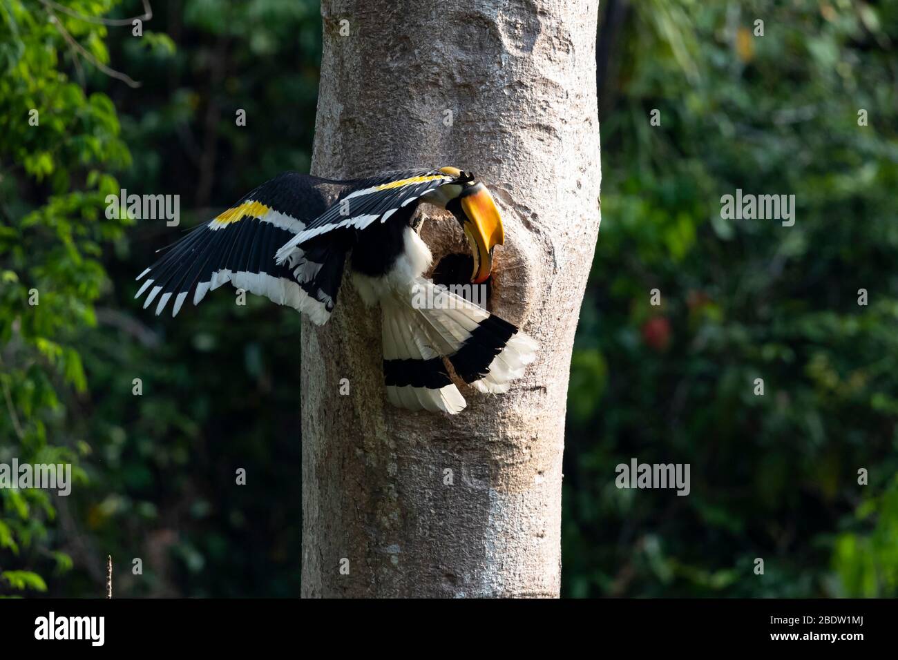 Great Hornbill Nest