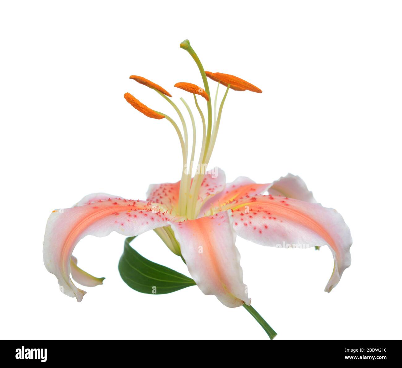 Pink color lily flower isolated on white Stock Photo - Alamy