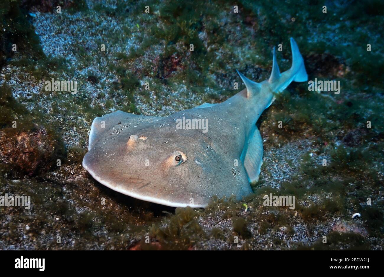 Narcinidae hi-res stock photography and images - Alamy