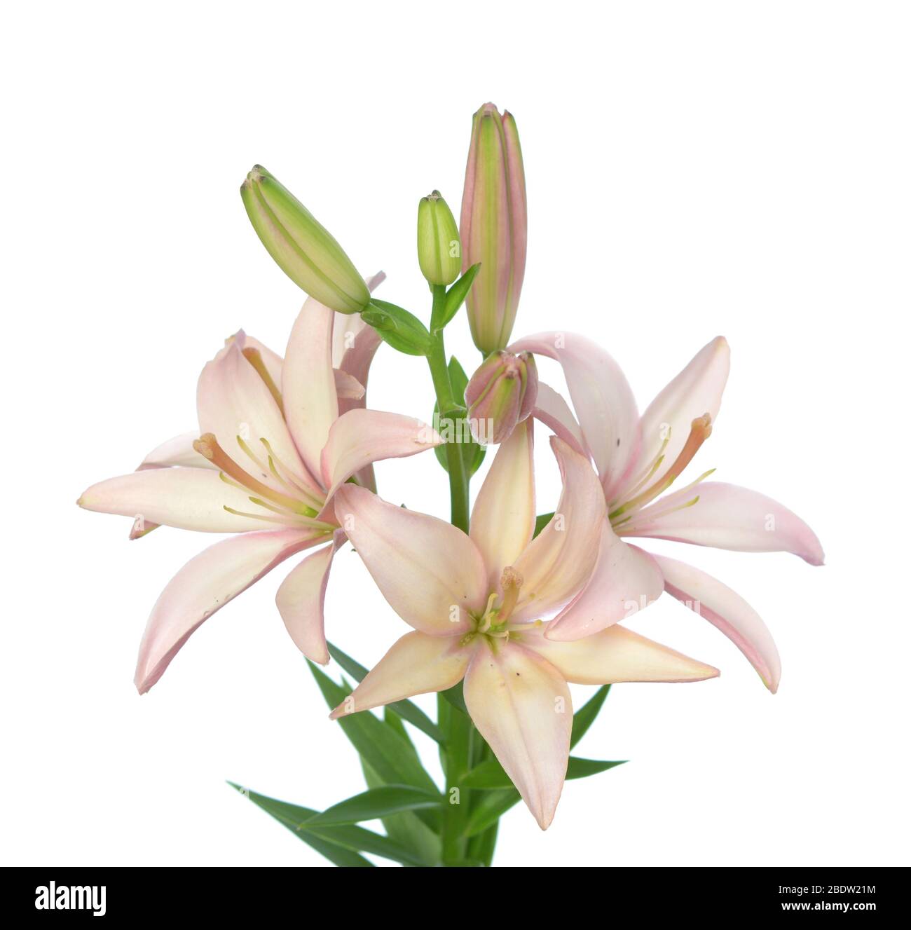 Pink color lily flower isolated on white Stock Photo - Alamy