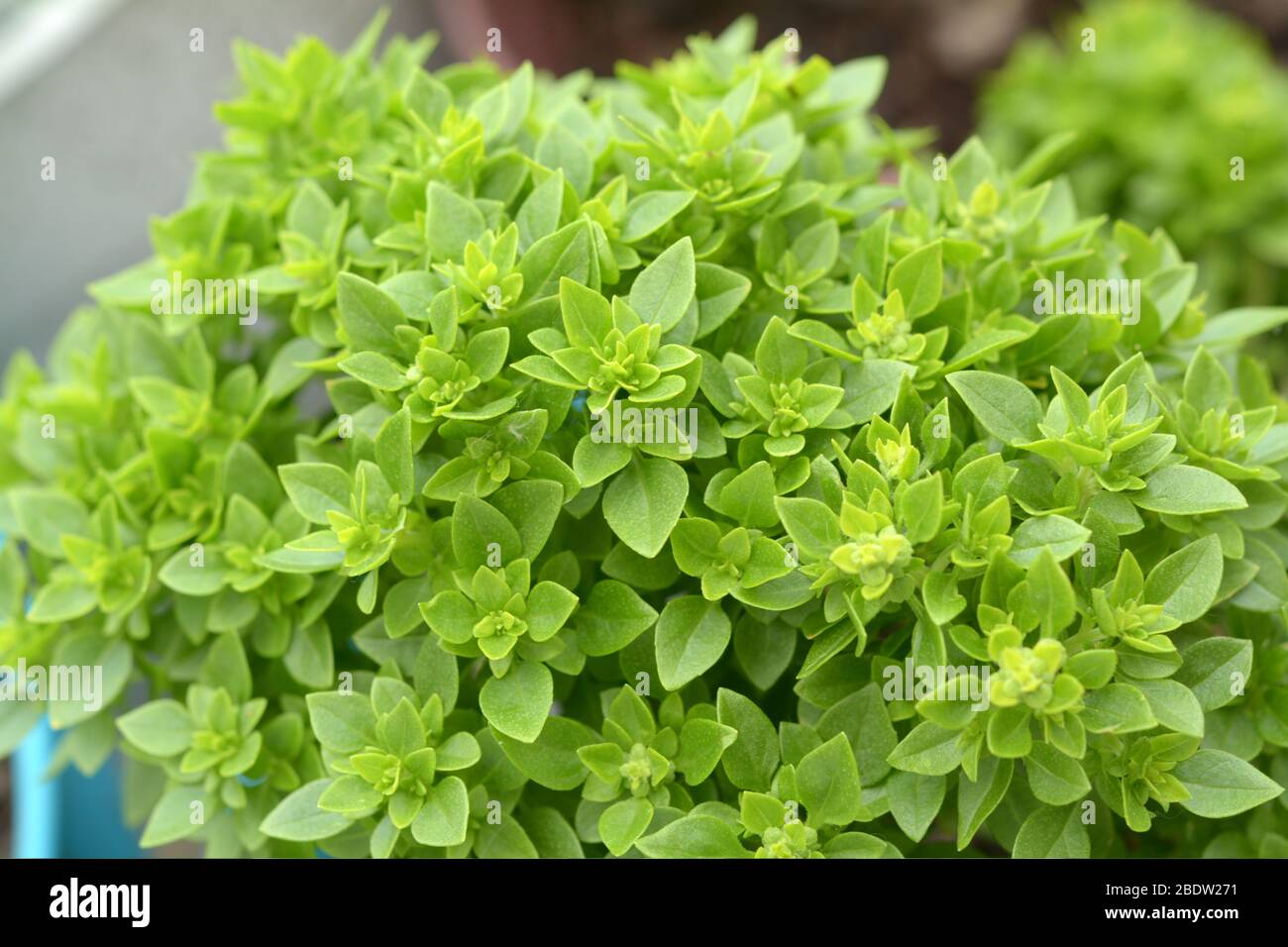Greek basil in pot hi-res stock photography and images - Alamy