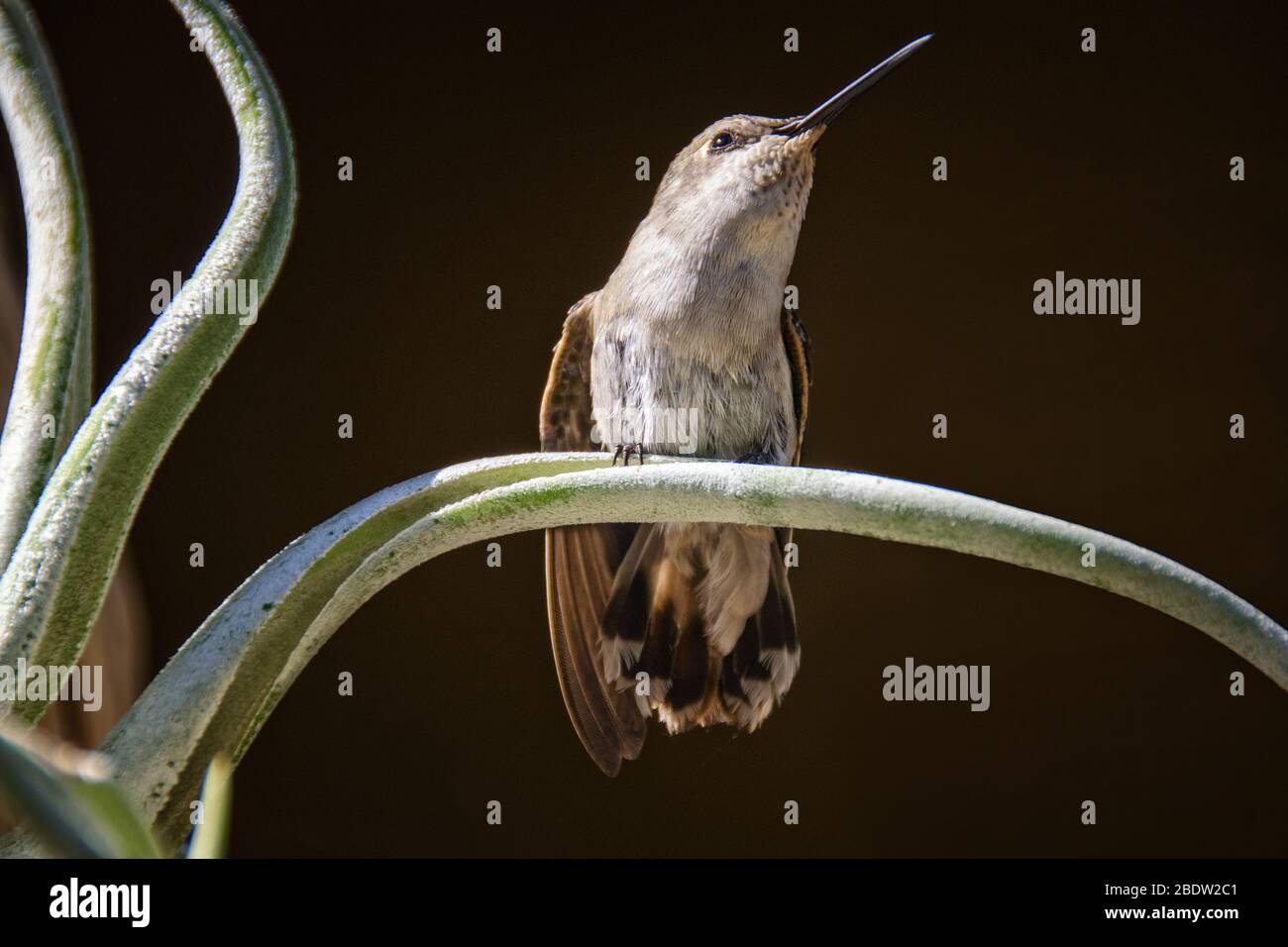Close up hummingbird eye hi-res stock photography and images - Alamy