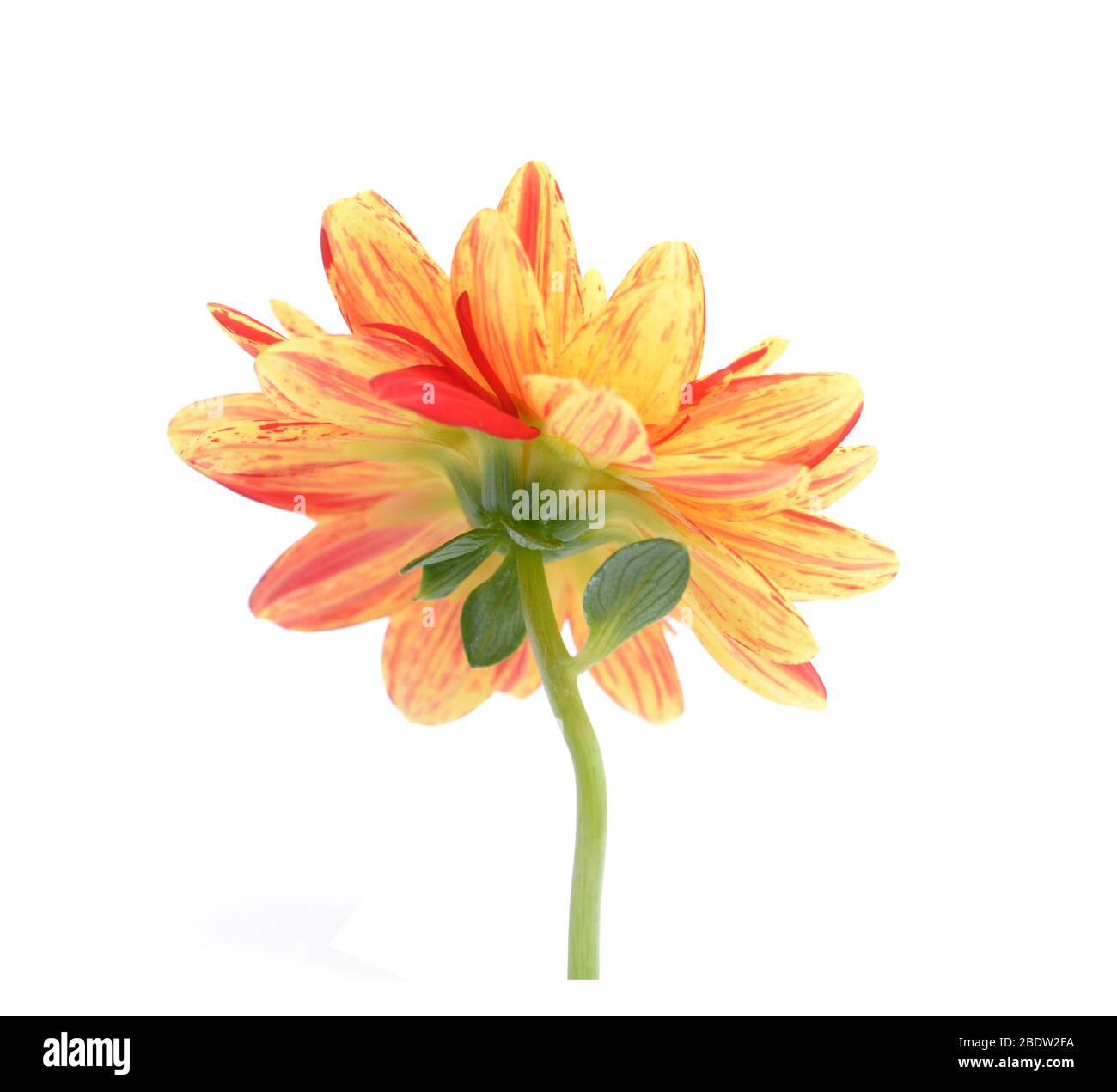 Two tone red and yellow dahlia flower isolated on white background ...