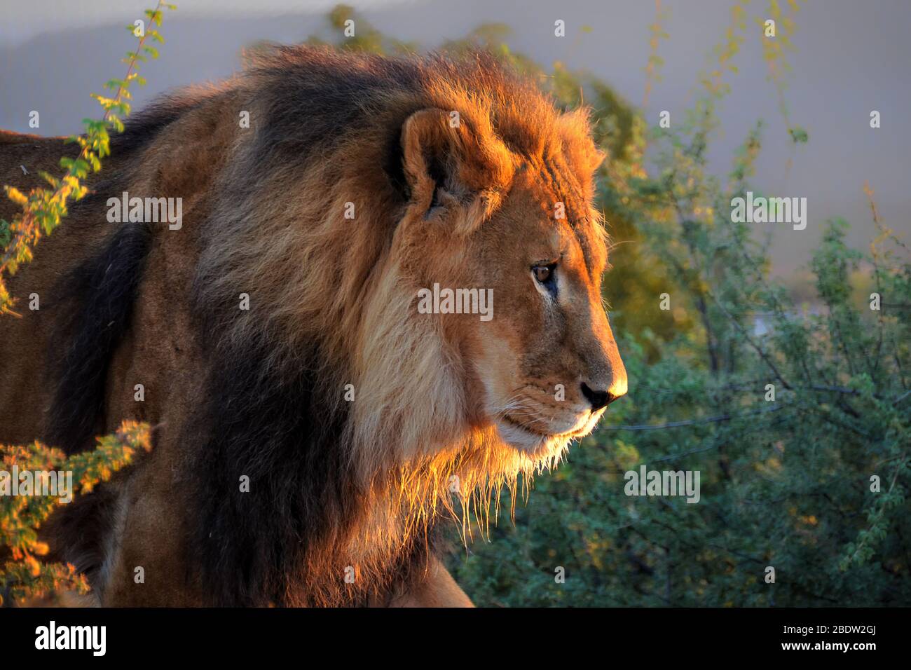 African lion male hi-res stock photography and images - Alamy