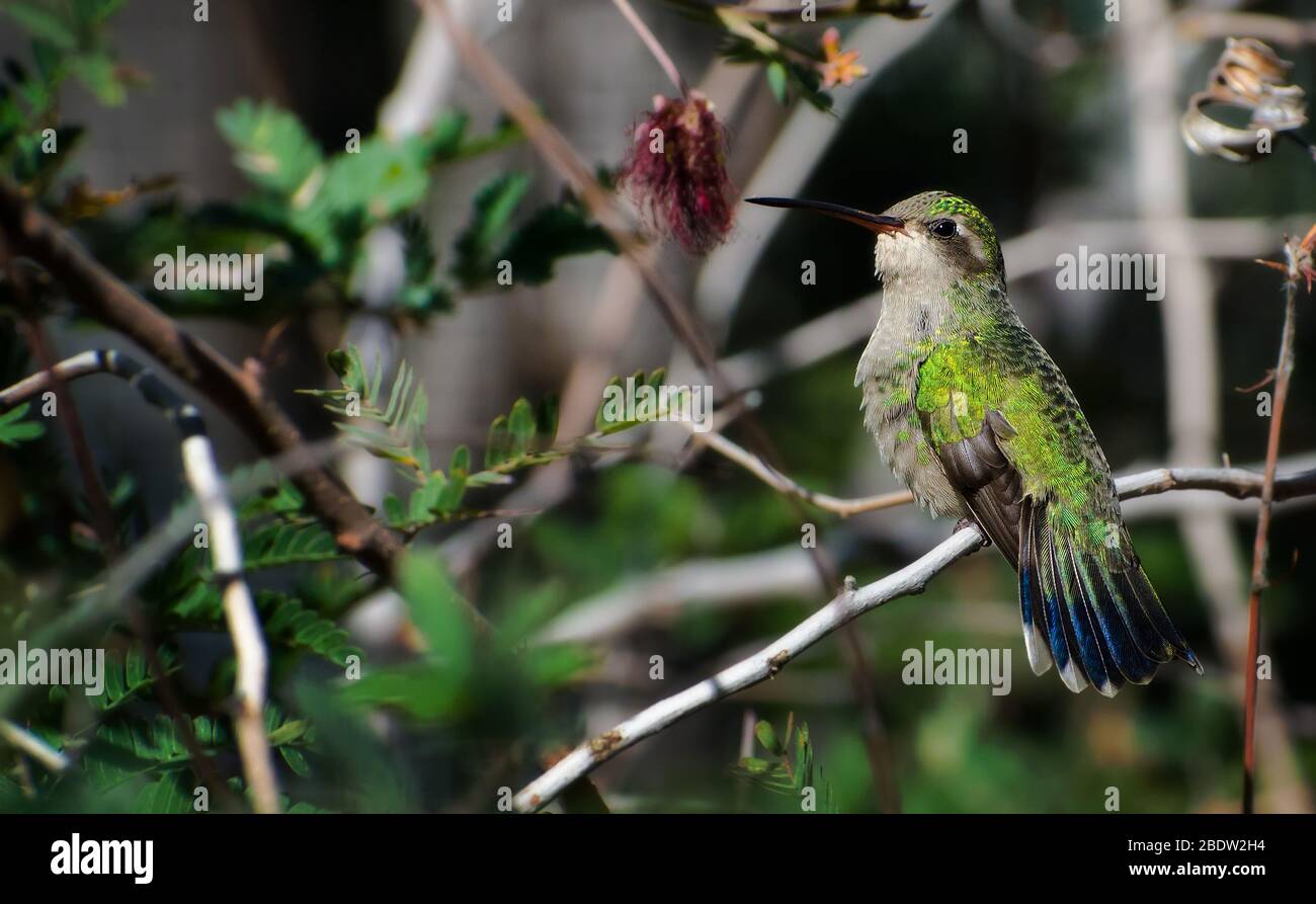 Female Broad-billed Hummingbird perched on a Branch Stock Photo - Alamy