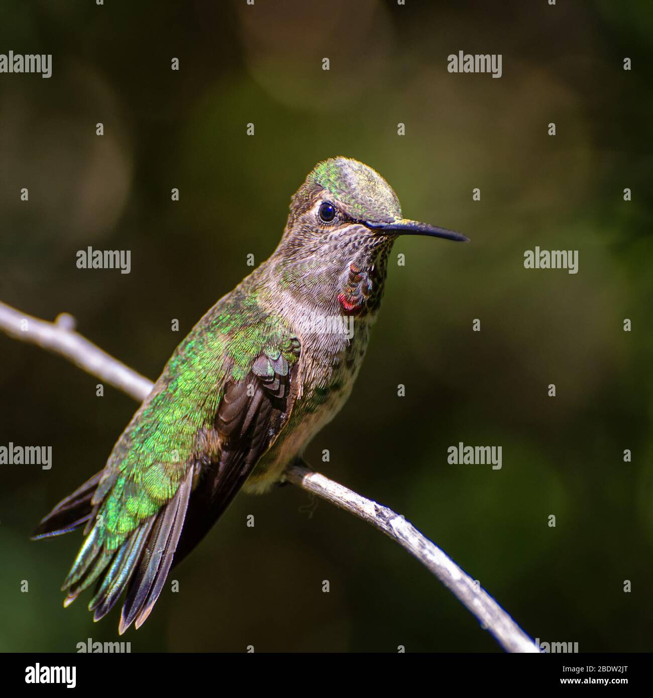 Female anna's hummingbird hi-res stock photography and images - Alamy