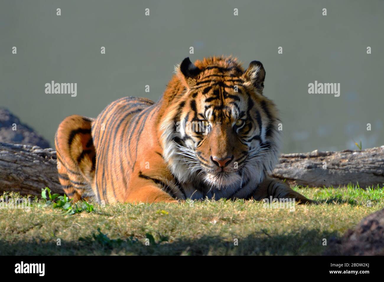 Angry Sumatran Tiger crouched in the Grass Stock Photo - Alamy