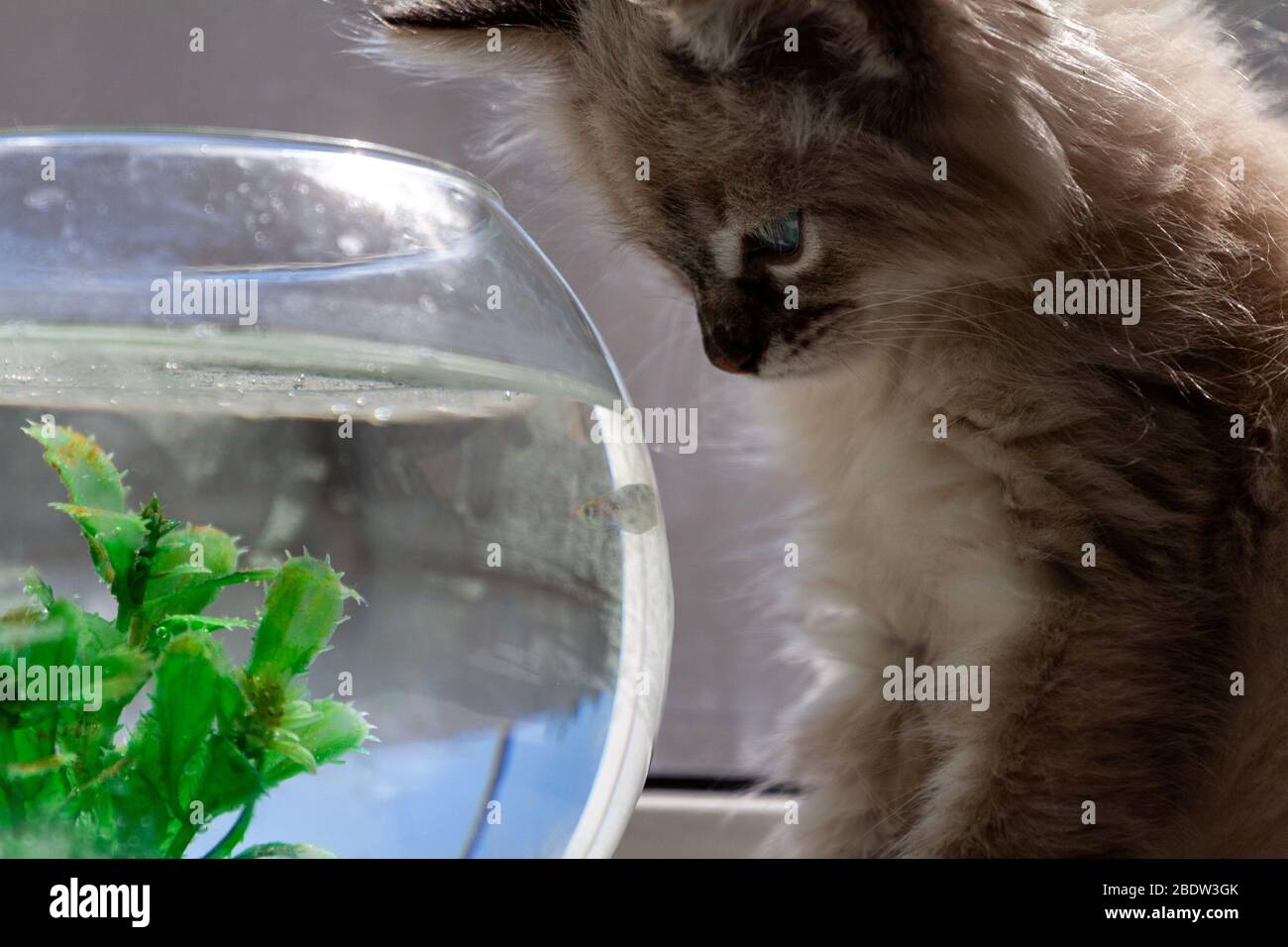 A beautiful fluffy kitten is hunting for a goldfish in an aqua rime ...