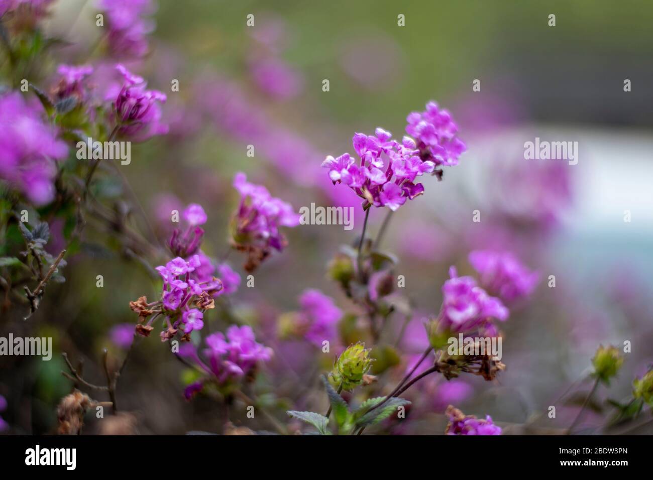 Springtime brings many flowers in California Stock Photo - Alamy