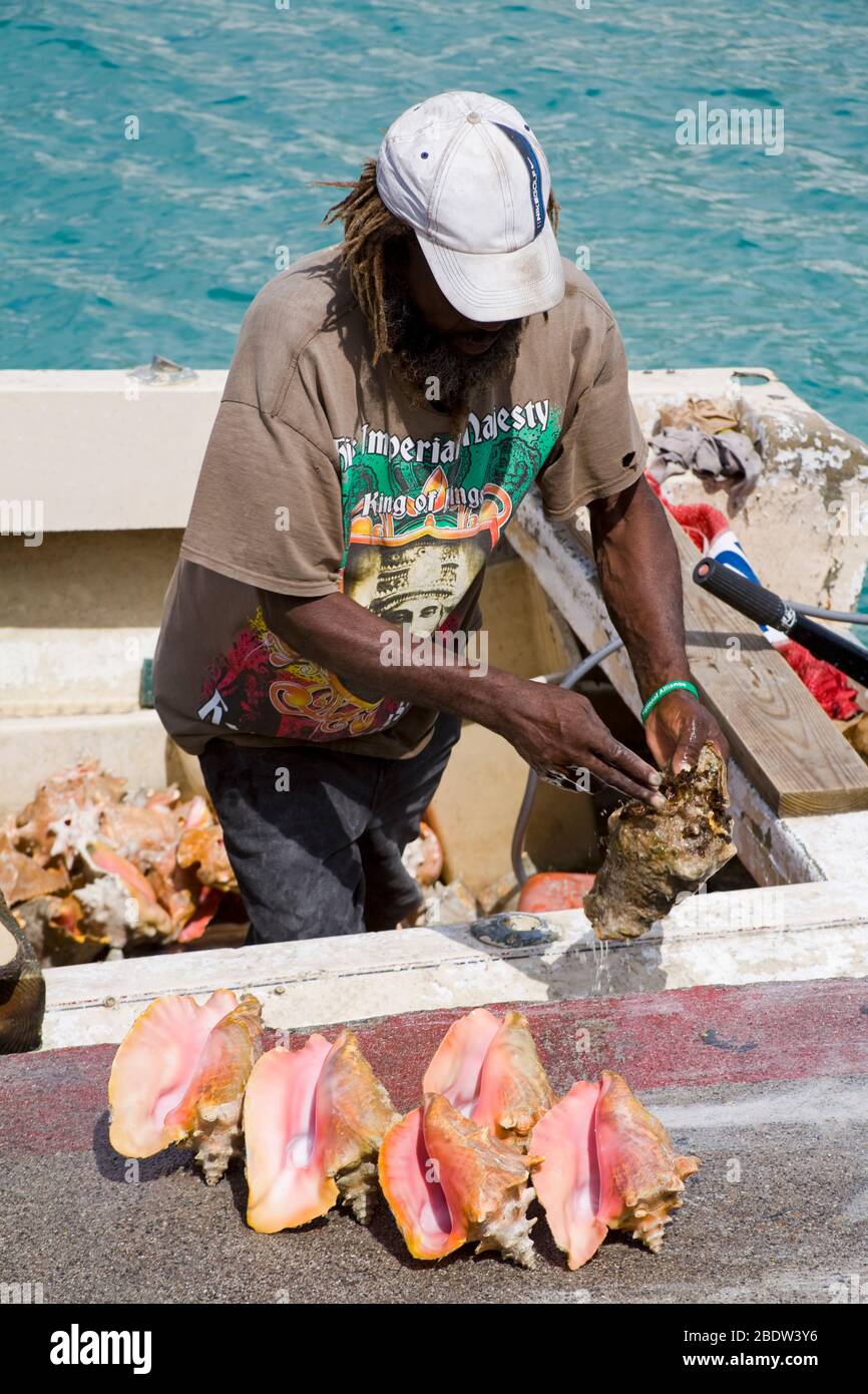 Conch bahamas hi-res stock photography and images - Alamy