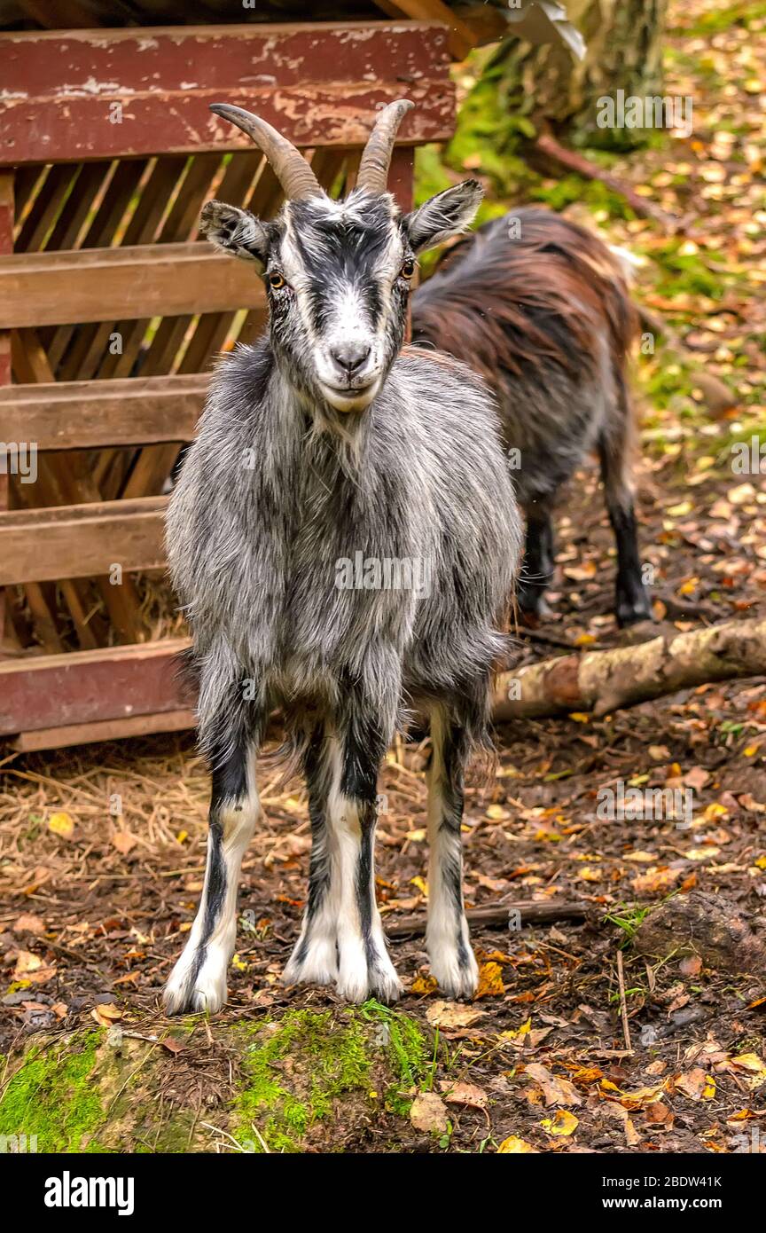 Goats grazing freely in the forest on the island. They came to eat at ...