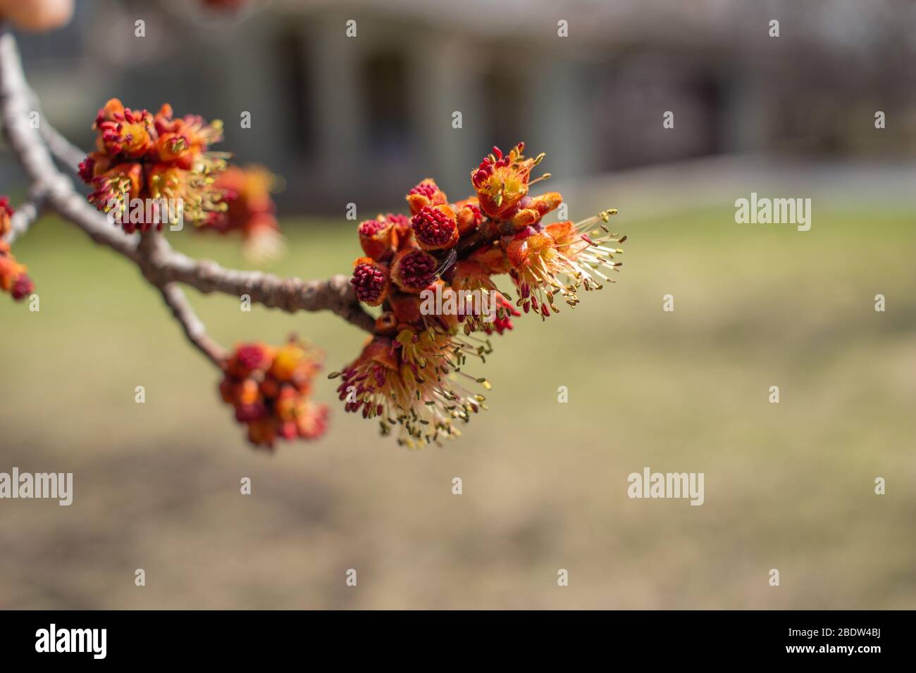 Close up view of emerging red and yellow flower blossoms on a red maple ...