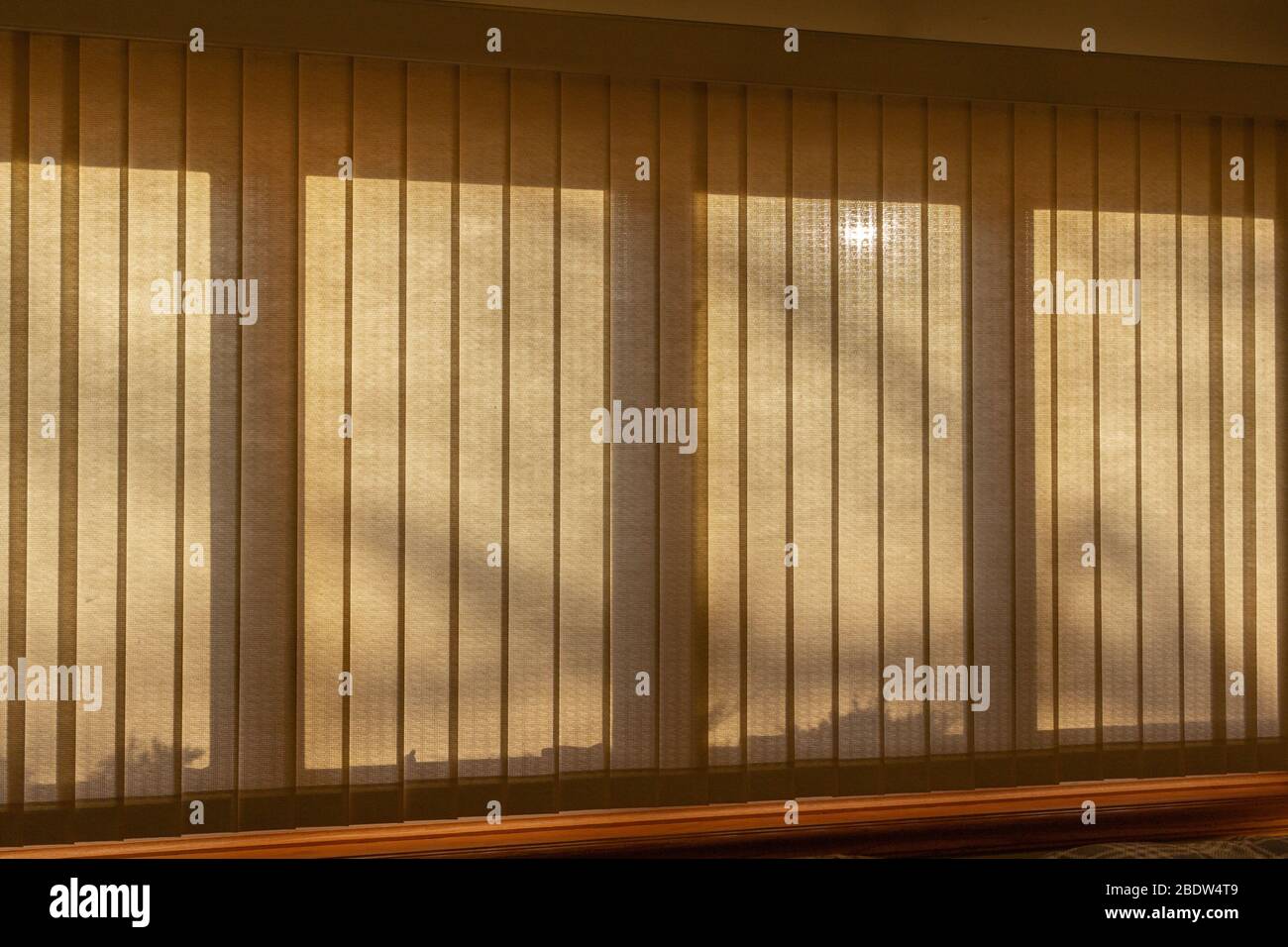 Tree shadows dancing across a wide modern window covered with vertical ...