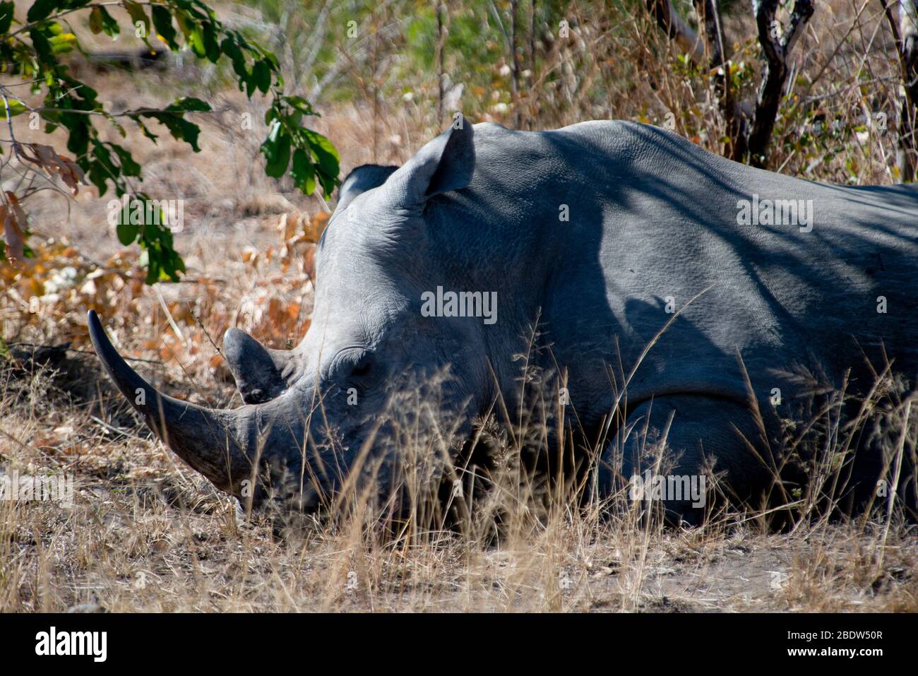 Rhino lying down hi-res stock photography and images - Alamy
