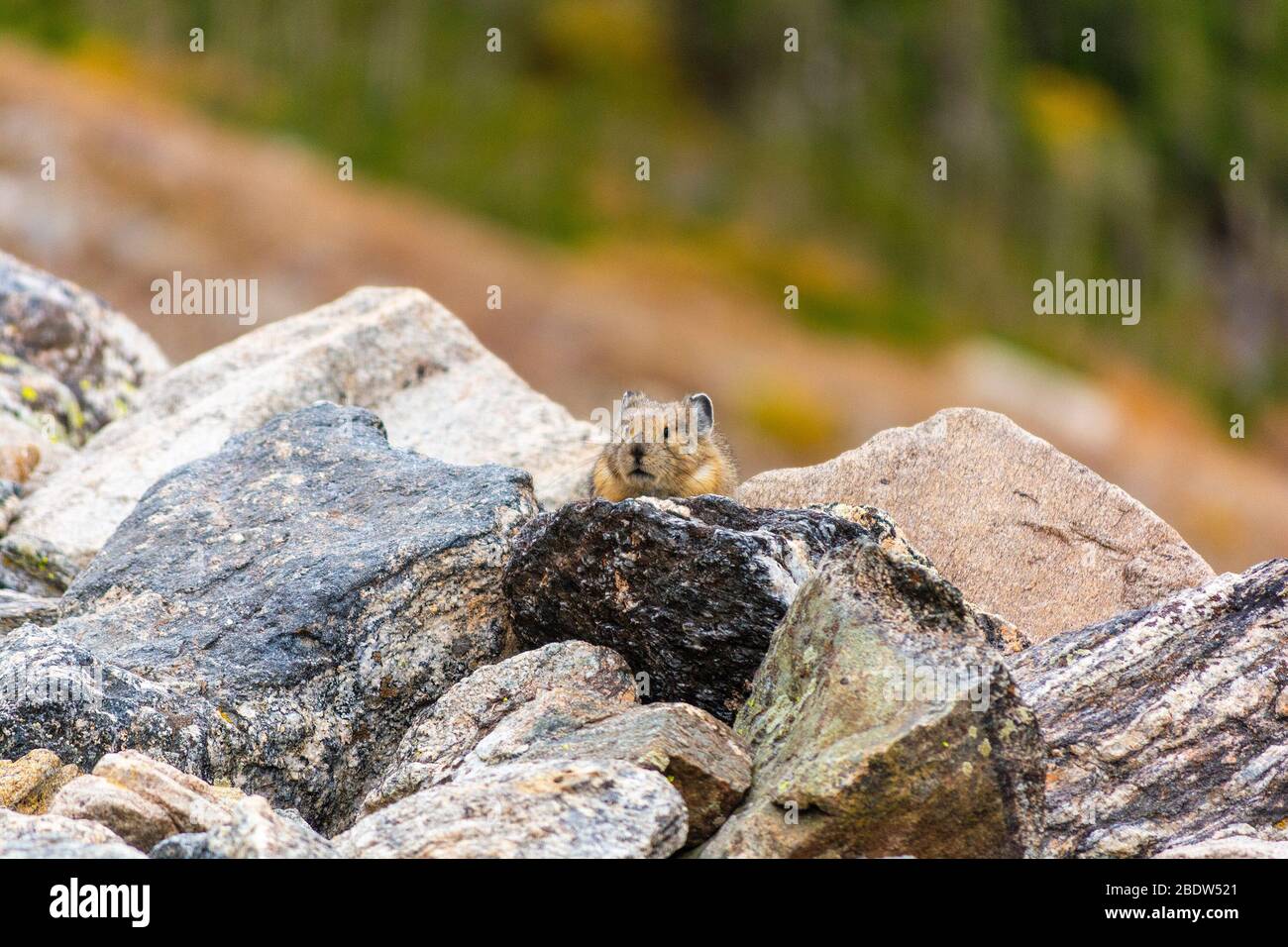 American pika rocky mountains colorado hi-res stock photography and ...