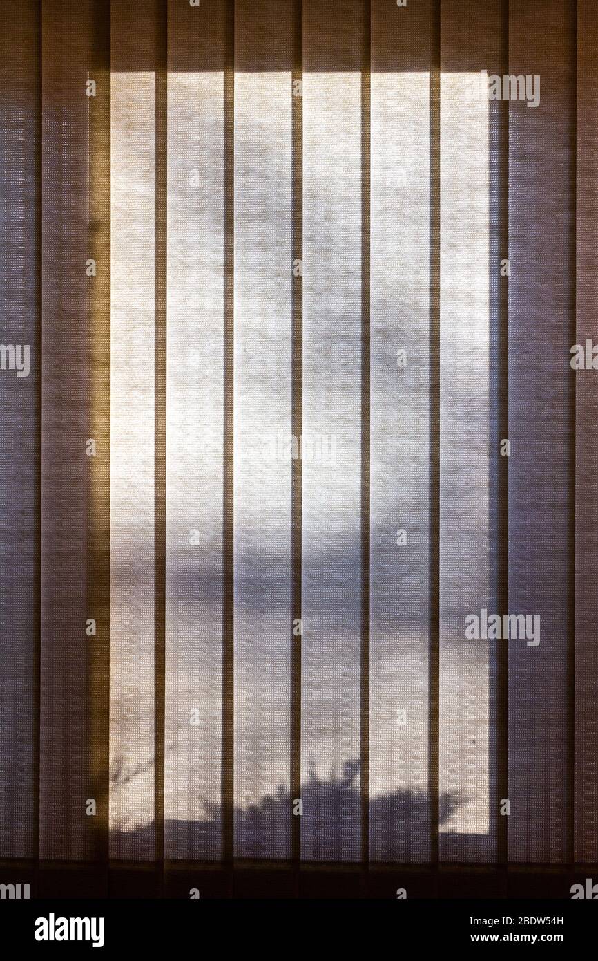 Tree shadows dancing across a wide modern window covered with vertical ...