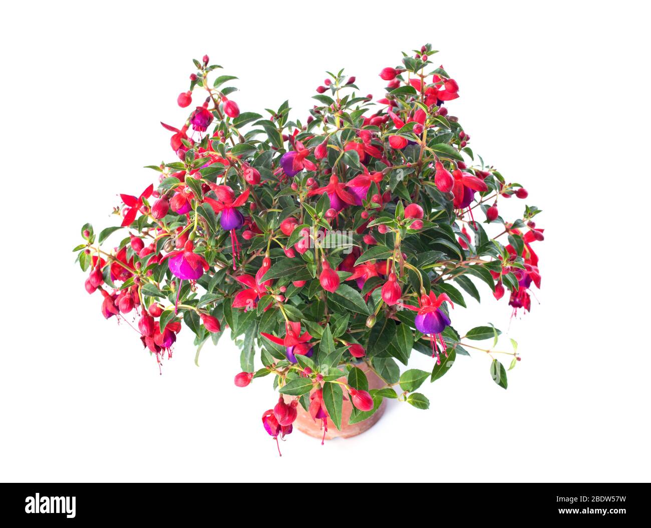 Fuchsia flowers in front of white background Stock Photo - Alamy
