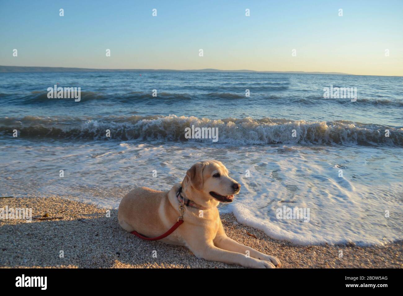 Closeup portrait of beautiful young Labrador Retriever dog laying at ...