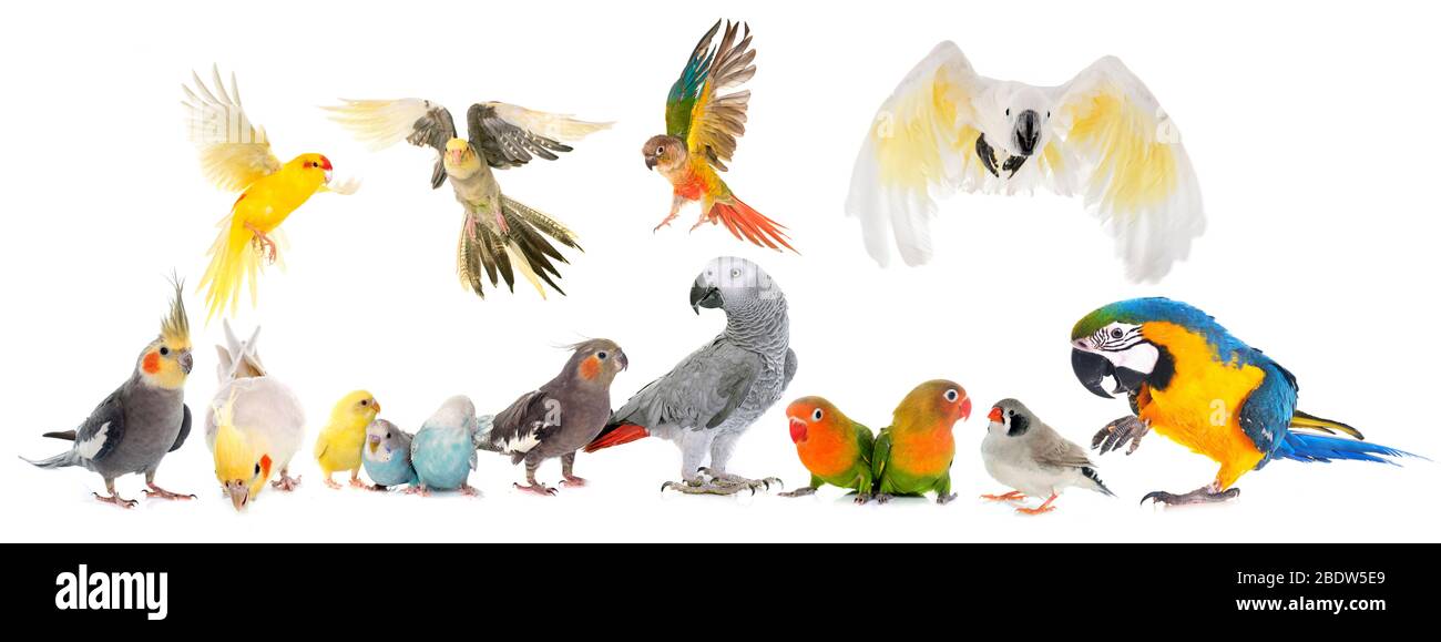common pet parakeet, African Grey Parrot, lovebirds, Zebra finch and ...