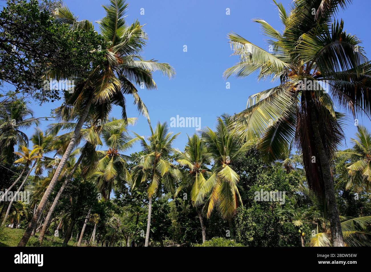 Ceylonese hi-res stock photography and images - Alamy
