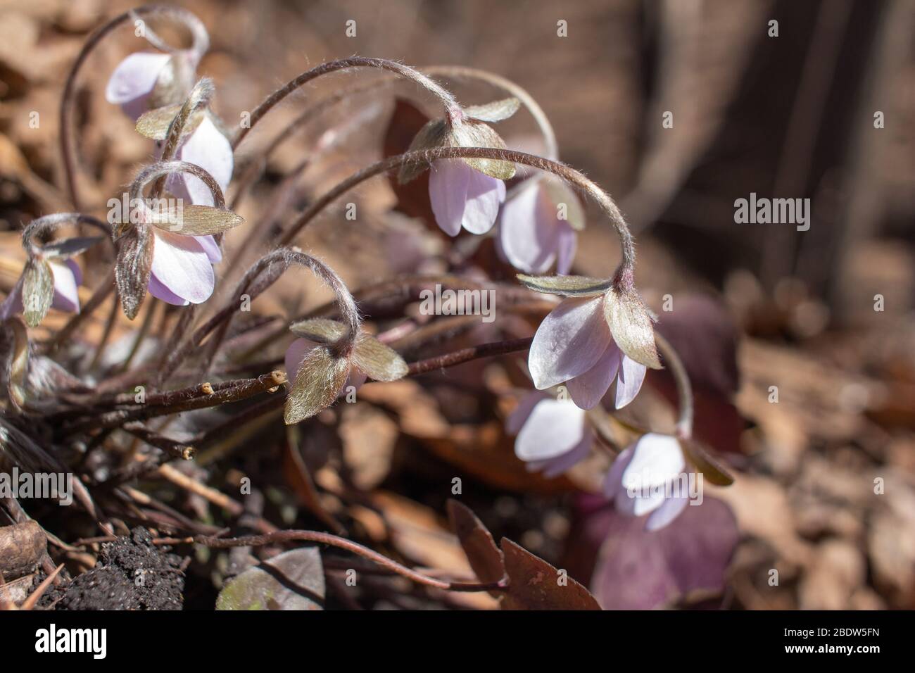 Closeup abstract view of delicate pink hepatica wildflowers emerging in ...