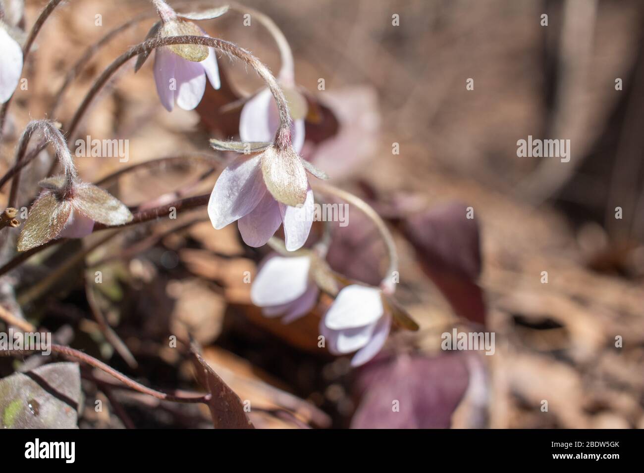Closeup abstract view of delicate pink hepatica wildflowers emerging in ...