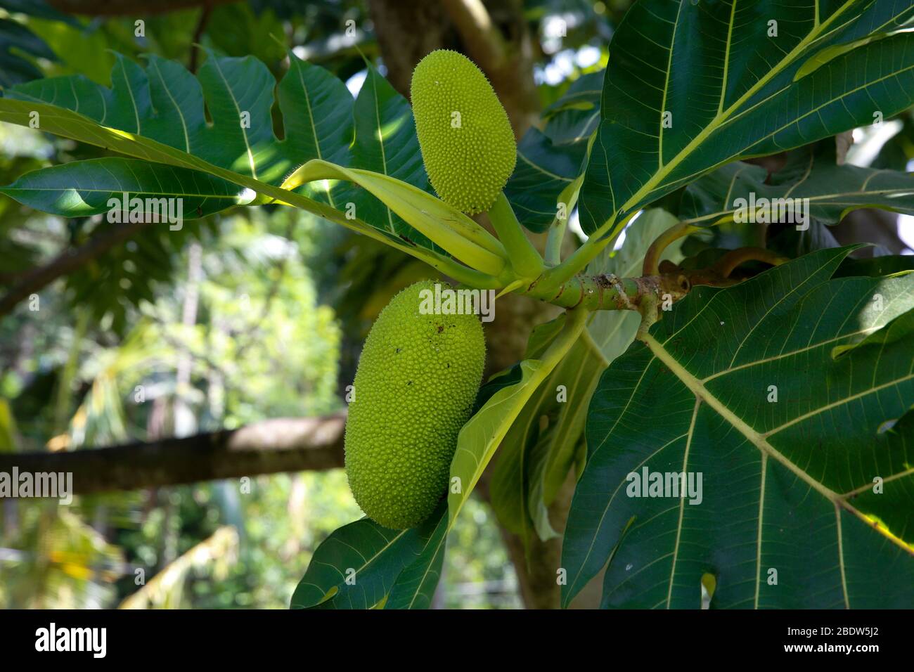 Jack Fruit Tree Sri Lanka High Resolution Stock Photography and Images ...