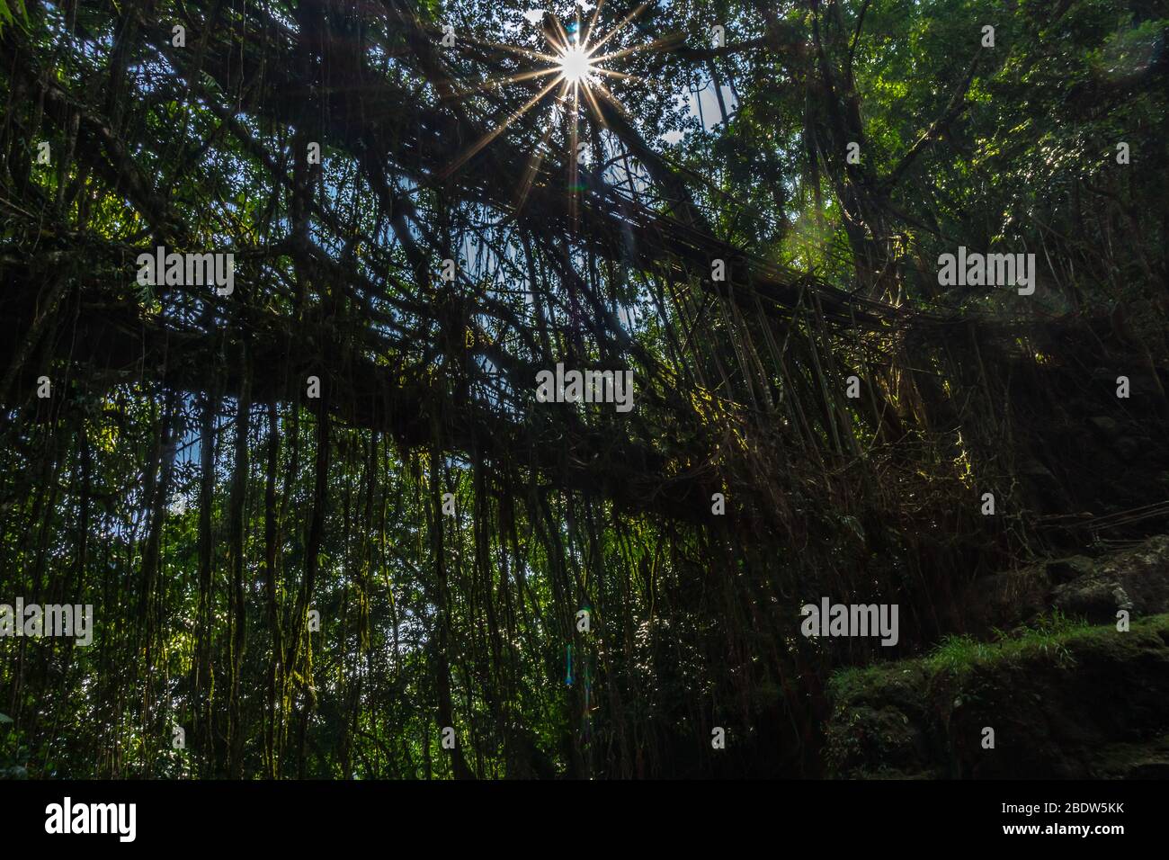 Double decker living root bridge at kudengrim west jaintia hills Stock ...